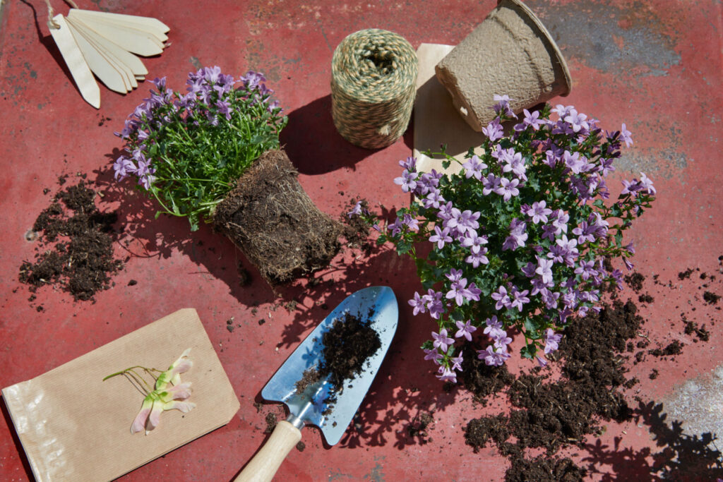 Easily create colourful arrangements with Addenda® Campanula | Addenda