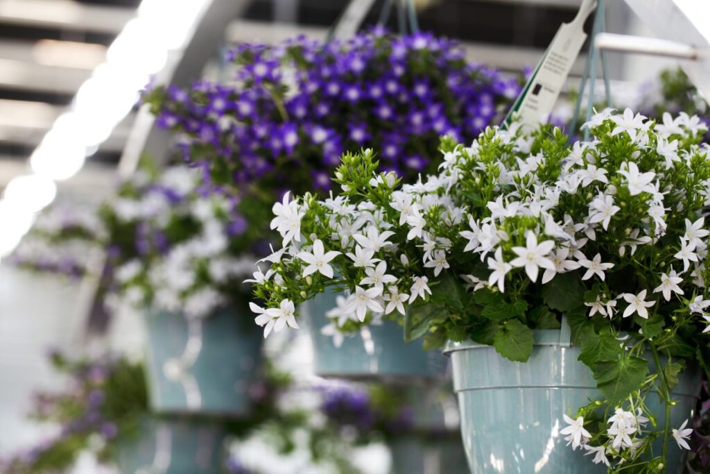Create a bee-friendly set-up with Campanula Addenda®! | Addenda