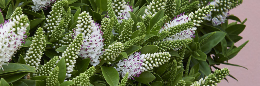 Inspiration | Addenda