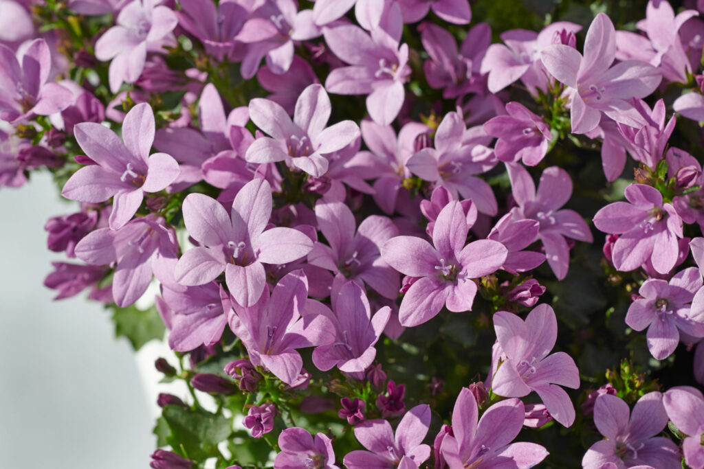 Celebrate International Women’s Day with strong flowering plants | Addenda