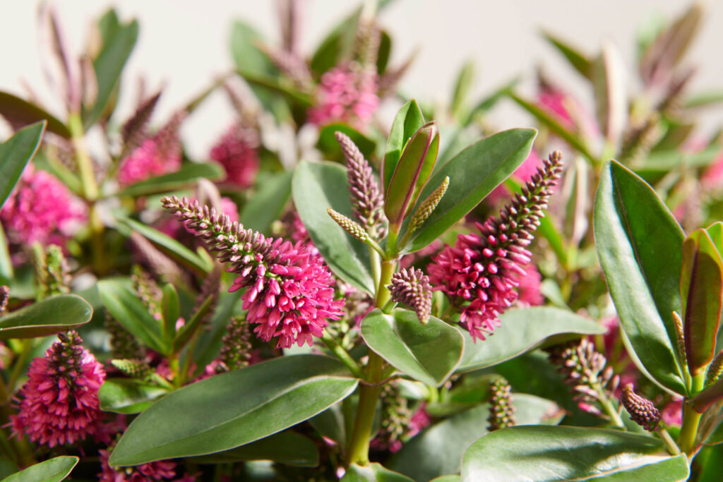 A new label line for Hebe Addenda | Addenda