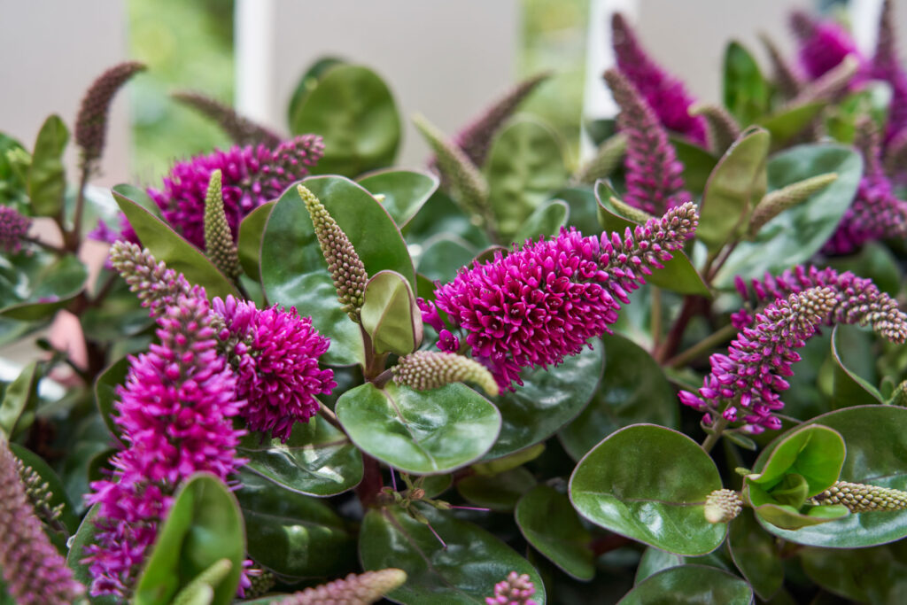 Addenda® starts Hebe season with new and improved varieties | Addenda